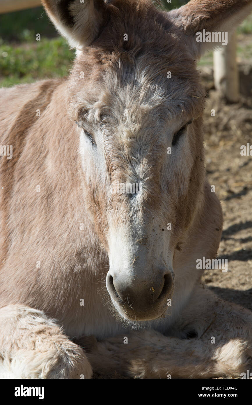 White and beige donkey hi-res stock photography and images - Alamy