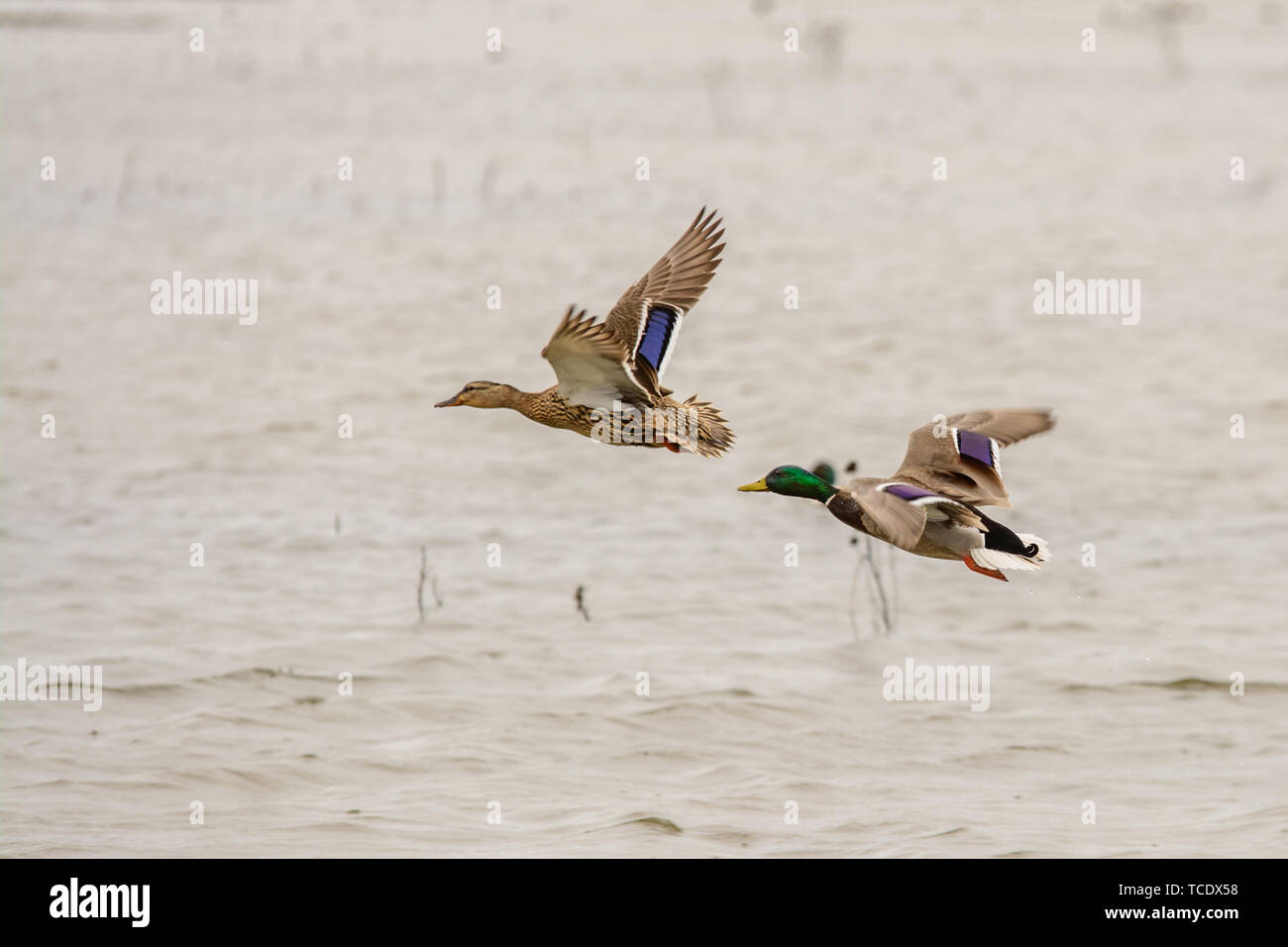 View of male and female ducks in moment of flight above surface of lake ...