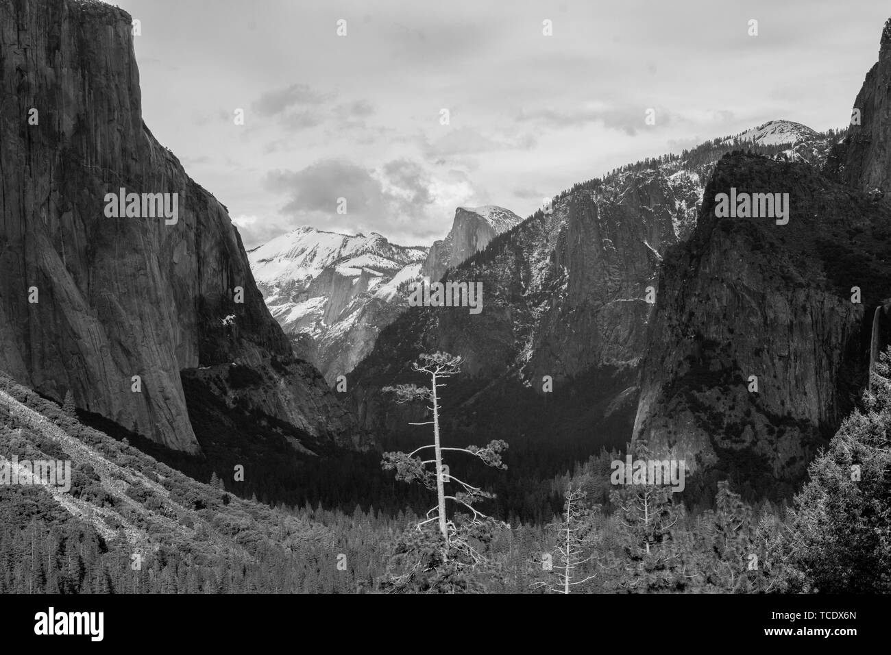 Black and white shot of coniferous valley between huge cliff mountains ...