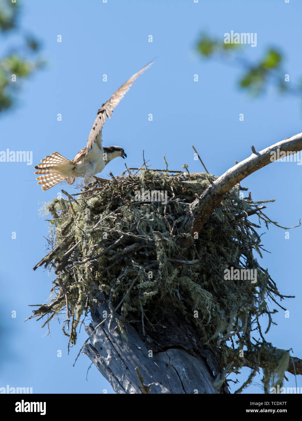 Birds flying the nest hi-res stock photography and images - Alamy