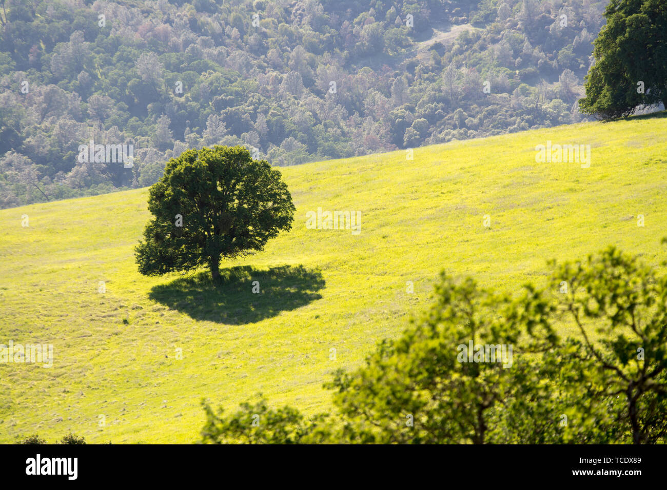 Landscape of single big lush tree growing on bright green meadow on ...