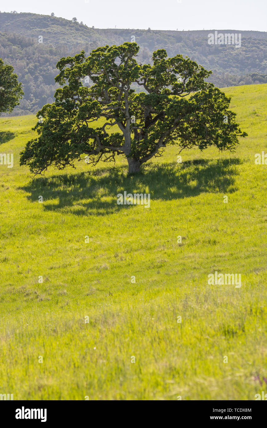 Bright green meadow with big lush tree growing in sunlight on ...