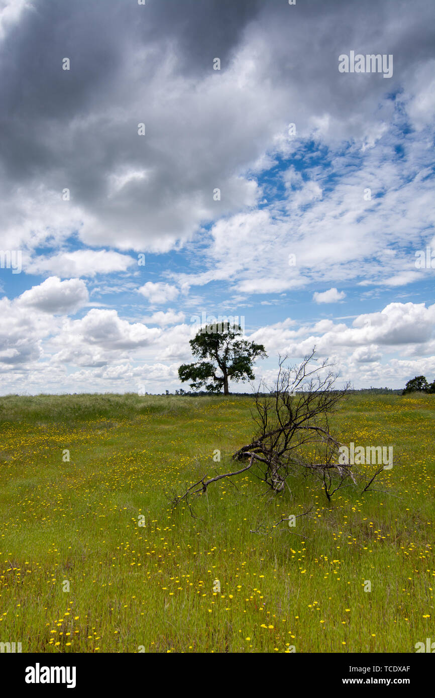 Picturesque view of green terrain with lonely tree and dead branch on ...