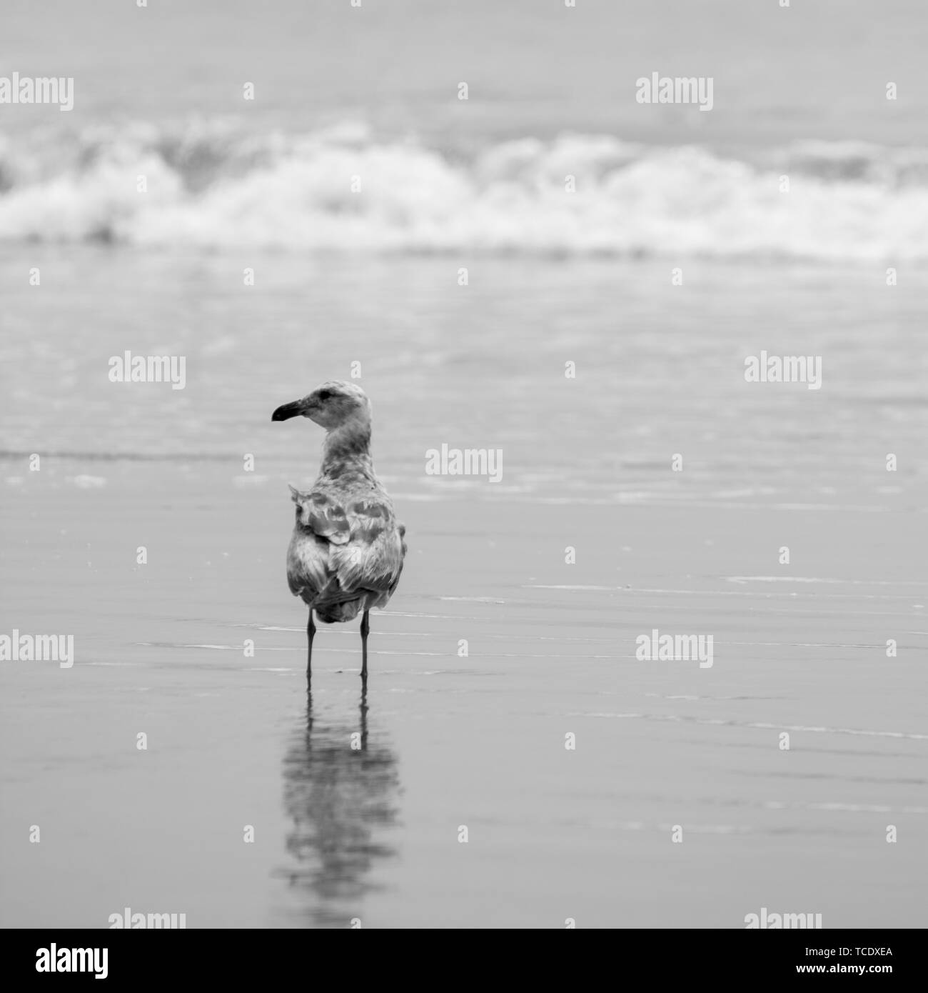 seagull on the beach Stock Photo - Alamy