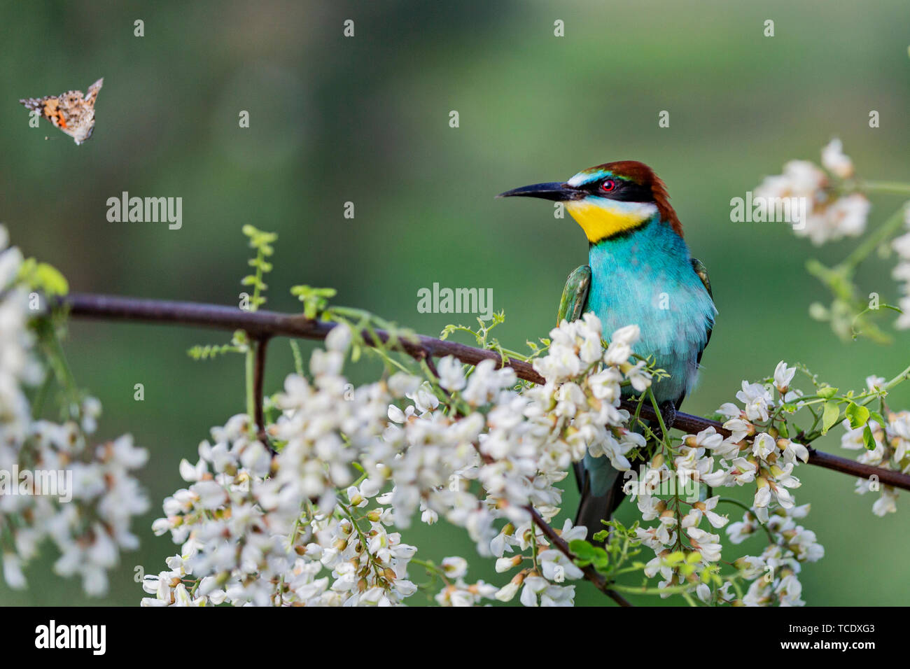 Flying past beach hi-res stock photography and images - Alamy