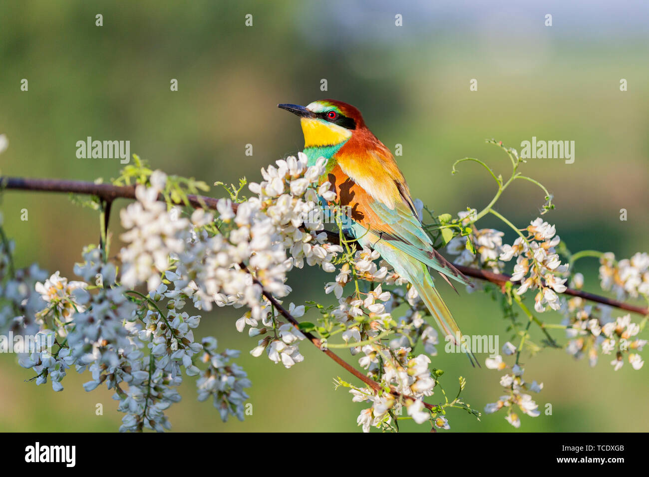 Acacia bird hi-res stock photography and images - Alamy