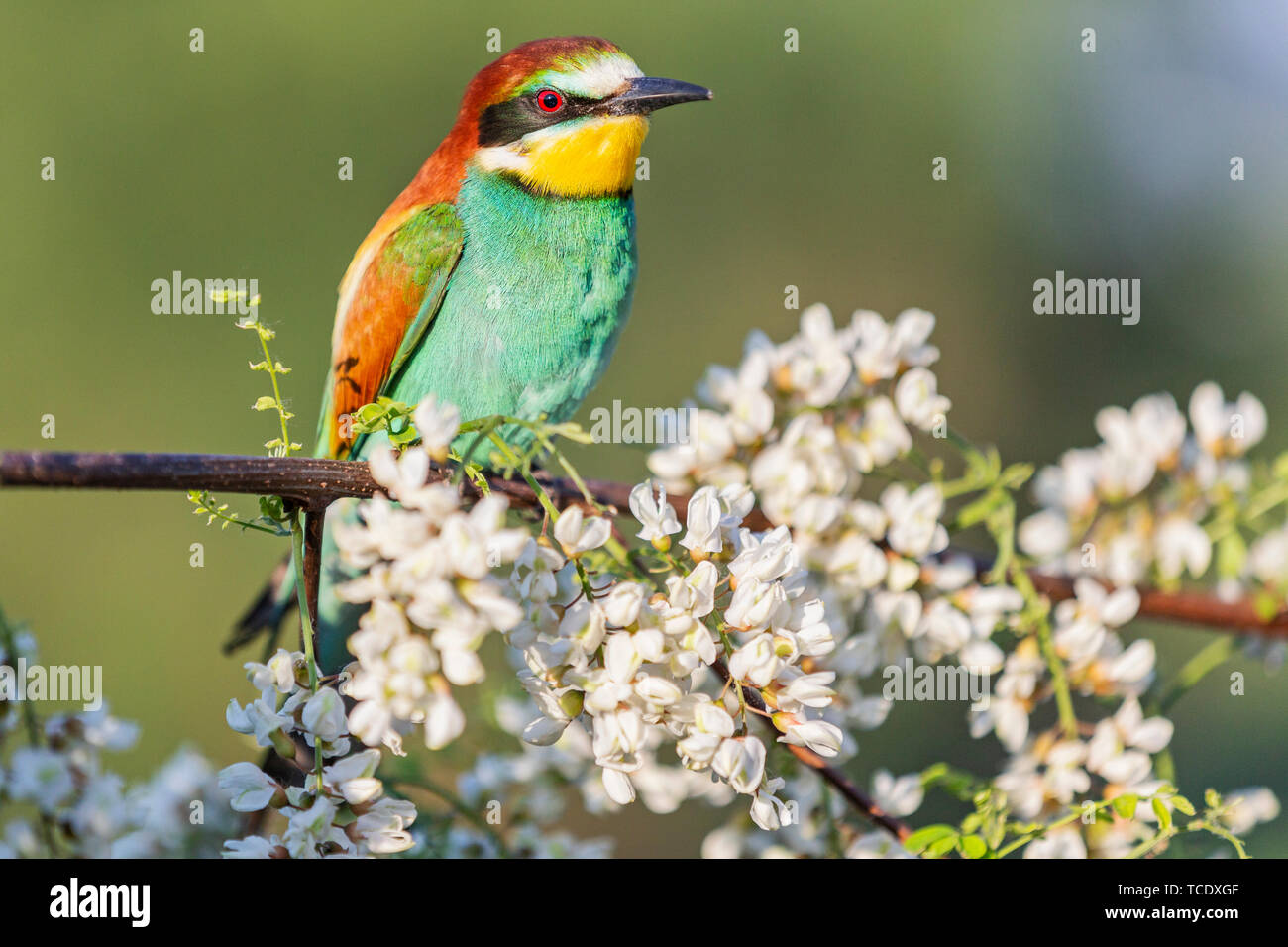colorful bird sitting among acacia flowers, bird life, wildlife Stock ...