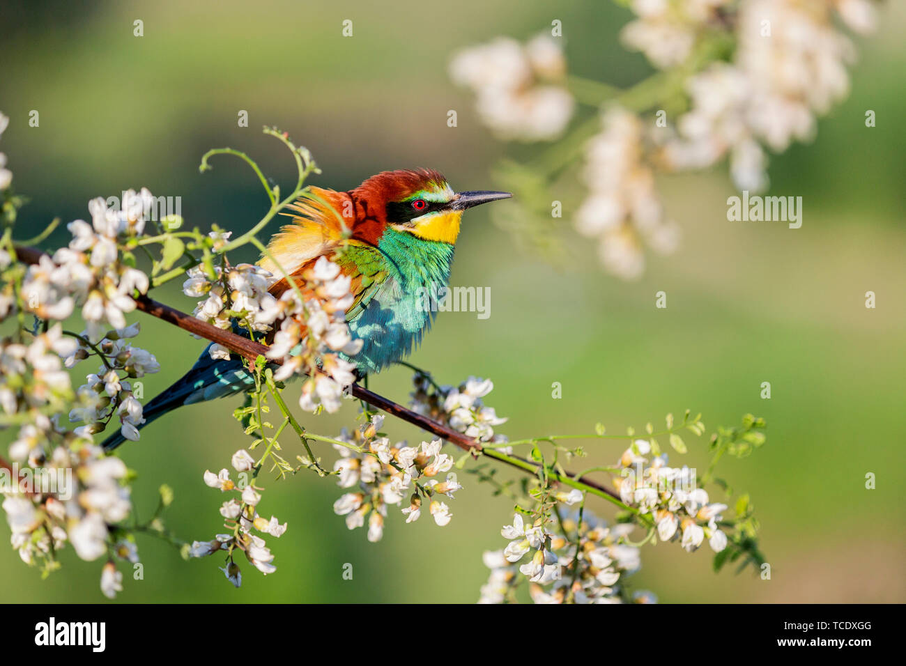 cute bird sits among the flowers of acacia, bird life, wildlife Stock ...