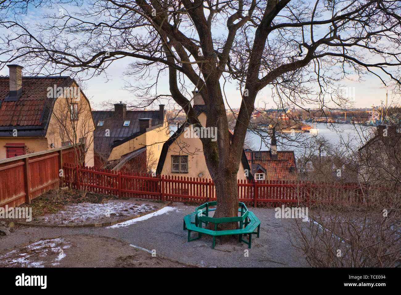Seating around trunk of a giant maple tree, Anna Lindhagen's Park ...