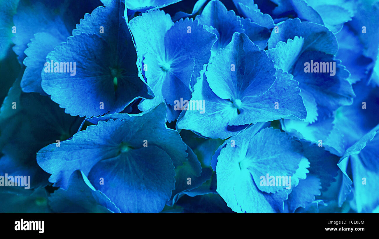 Blue azalea hi-res stock photography and images - Alamy
