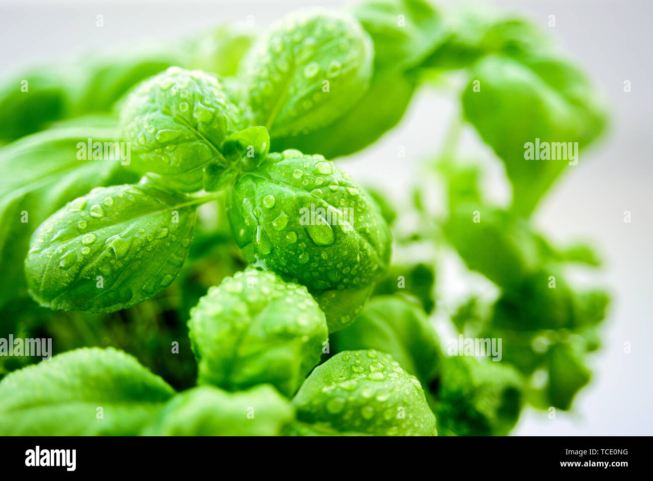 Drops of water on basil hi-res stock photography and images - Alamy