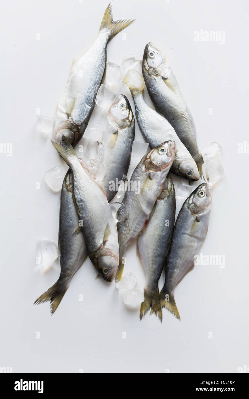 Black sea fresh bluefish with ice cube on white background. Fish ...