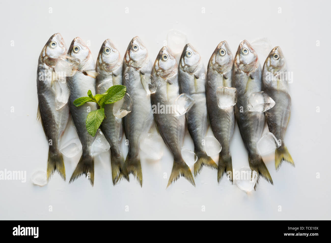 Black sea fresh bluefish with ice cube on white background. Fish ...