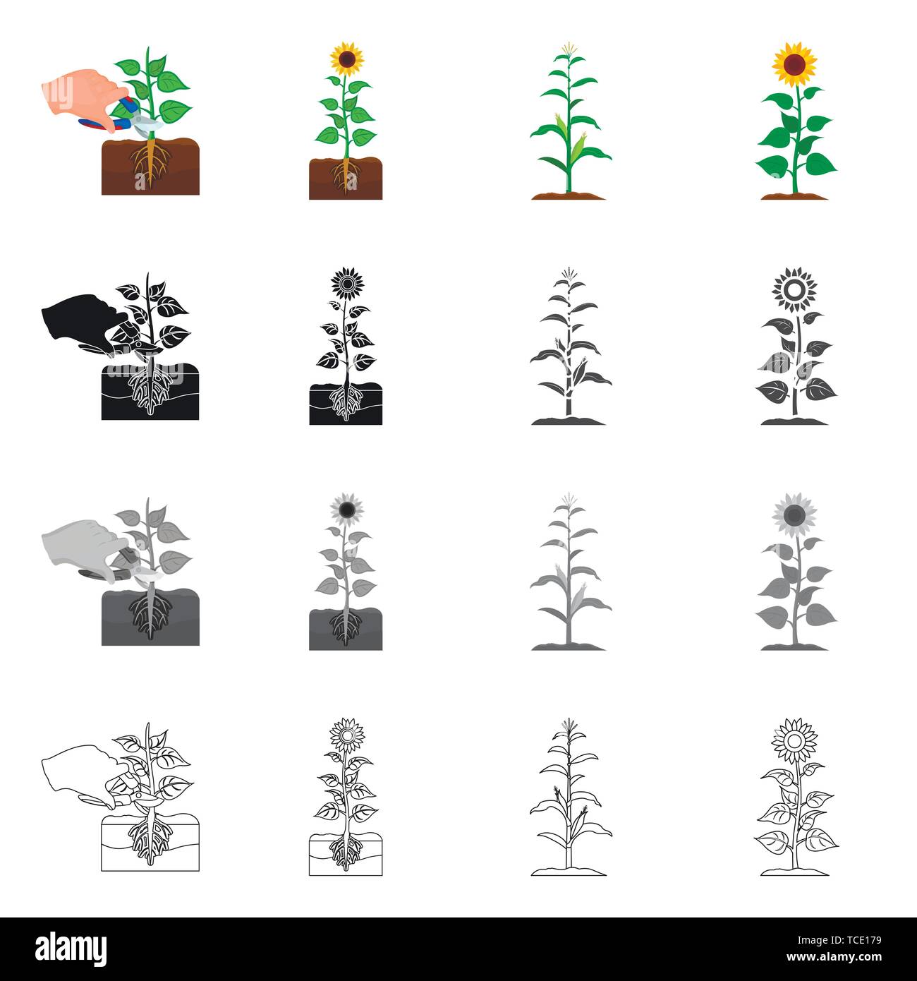 grow,root,cycle,development,seed,plant,bean,germinate,process,seedling ...