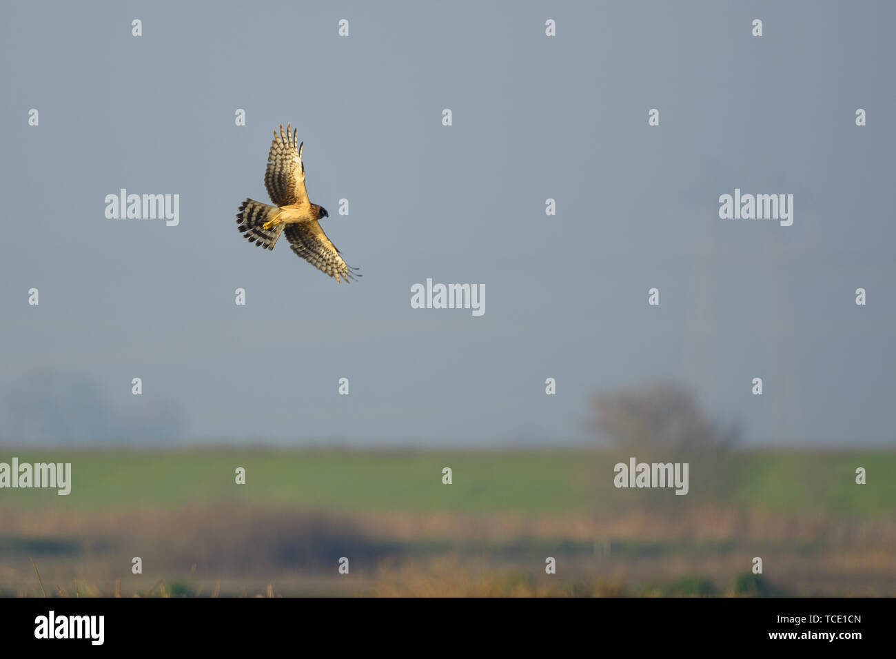 From below view of hovering hawk with flapping wings looking for eating ...