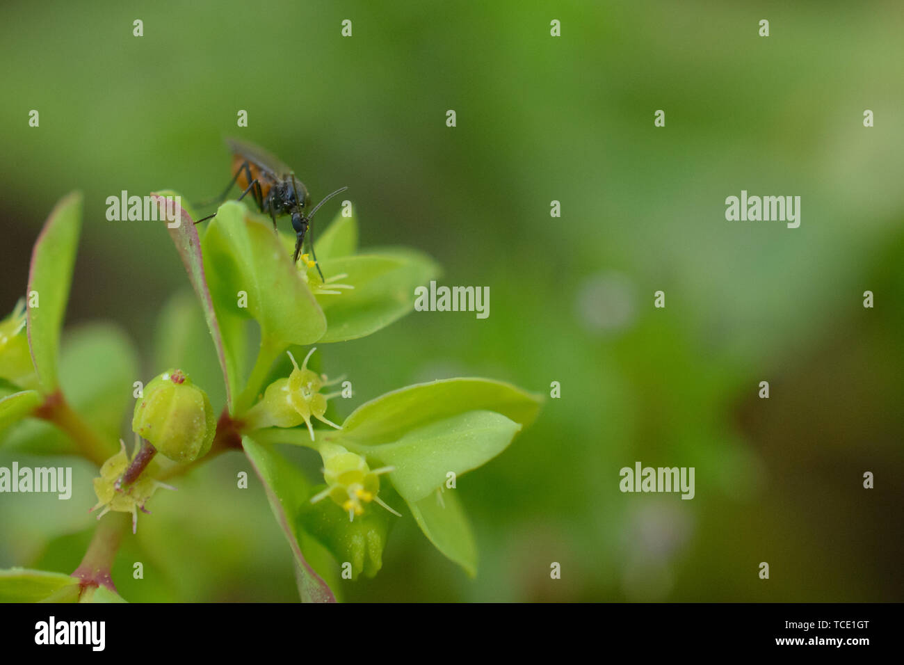 Small bug eating pollen from green plant with spikes on natural ...