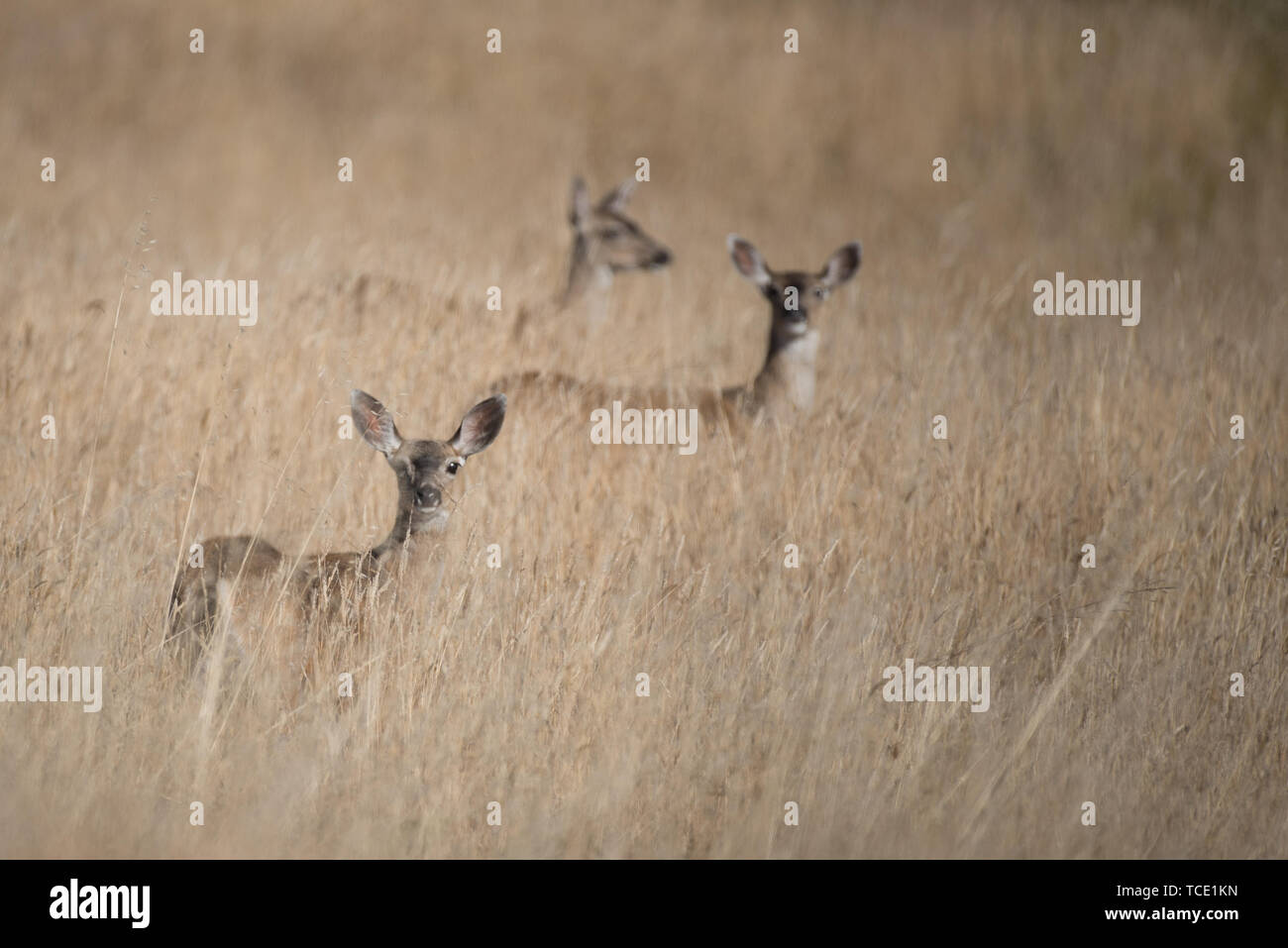 Female deer doe behind tall grass Stock Photo - Alamy