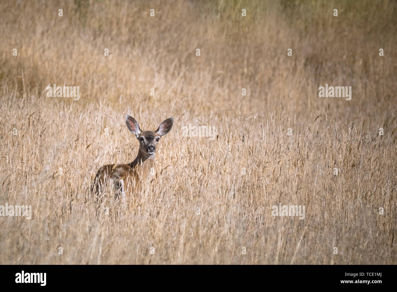 Female deer doe behind tall grass Stock Photo - Alamy