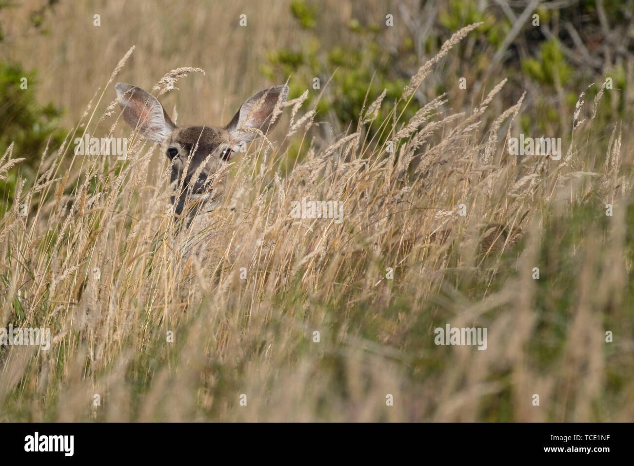 Female deer doe behind tall grass Stock Photo - Alamy