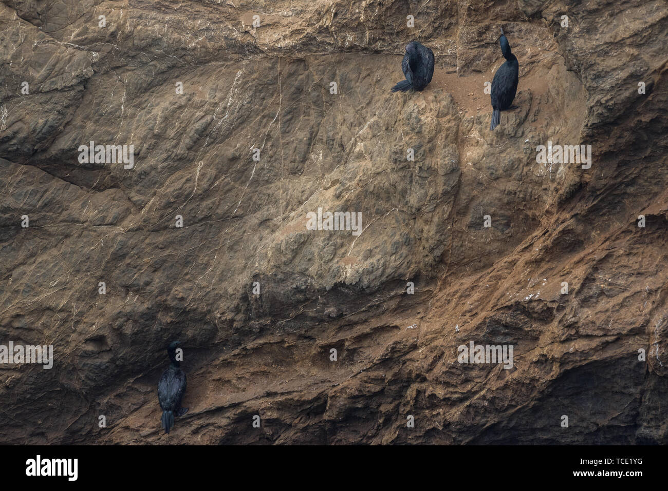 Three cormorants on cliff face mating rituals nesting rookery Stock ...