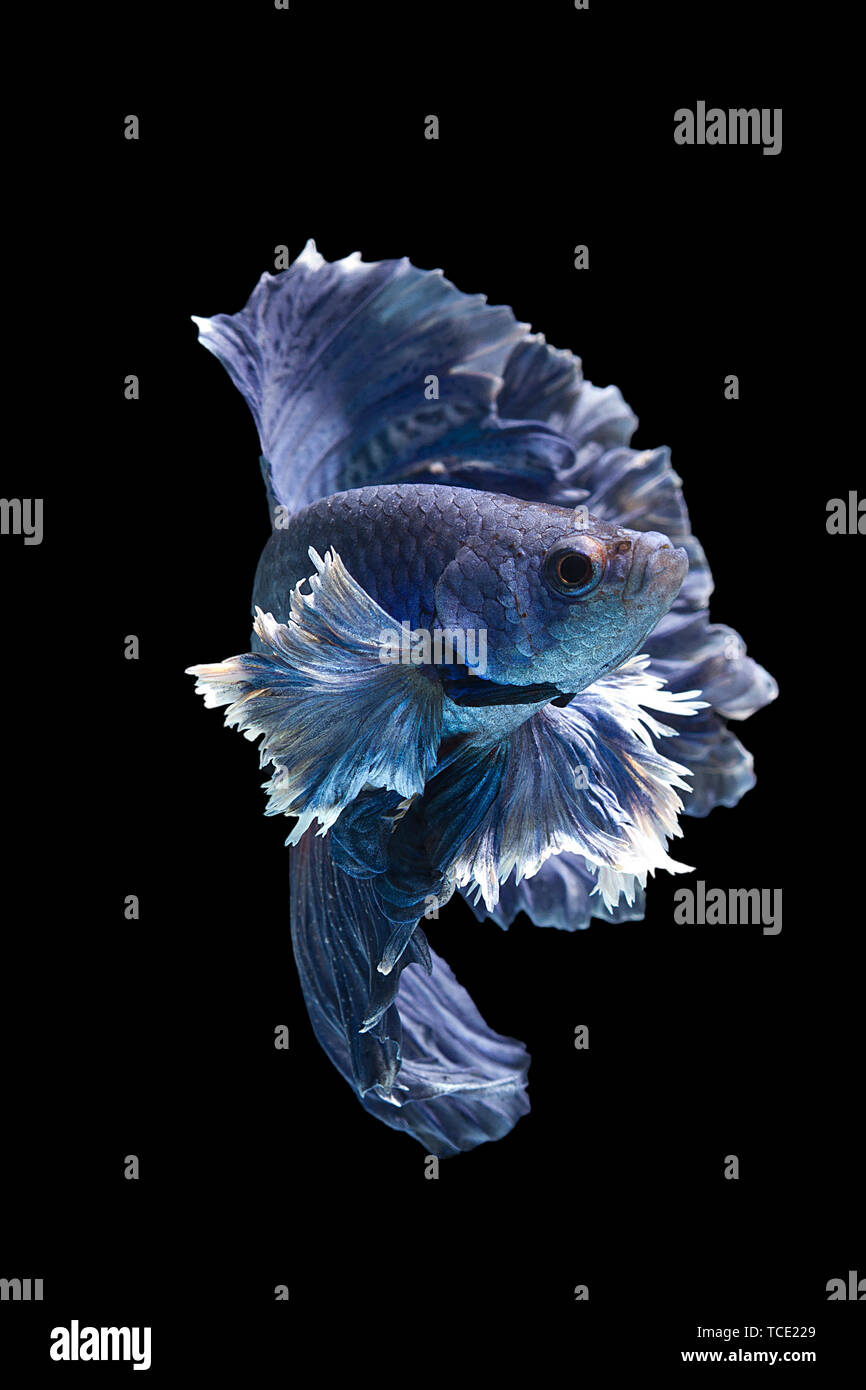 Sideways fish hi-res stock photography and images - Alamy