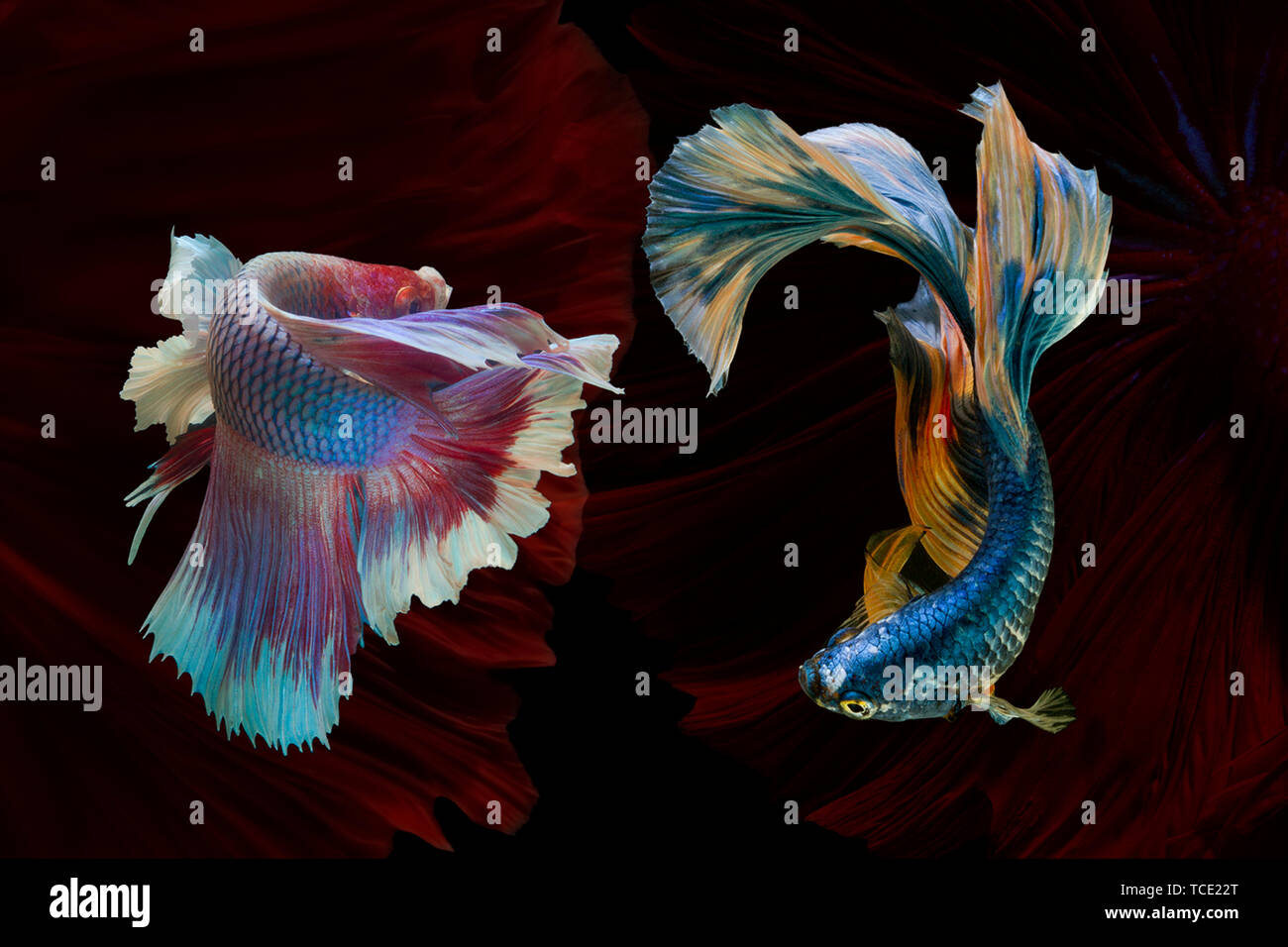 Portrait of Two betta fish Stock Photo - Alamy
