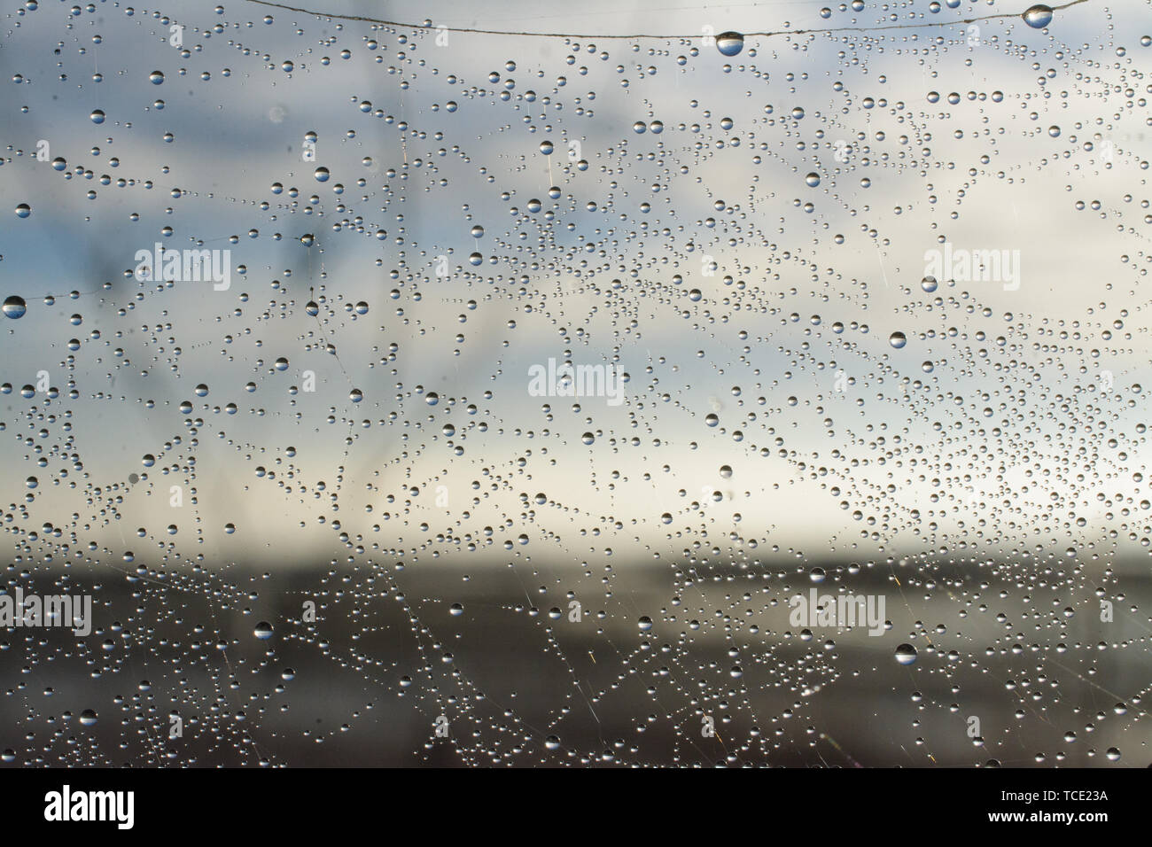 Close up view of water drops on spider web Stock Photo - Alamy