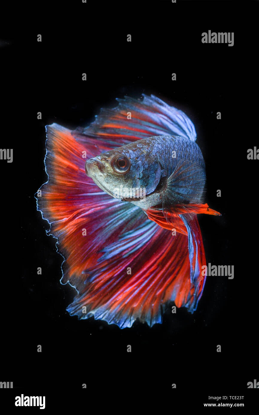 Portrait of a betta fish Stock Photo - Alamy