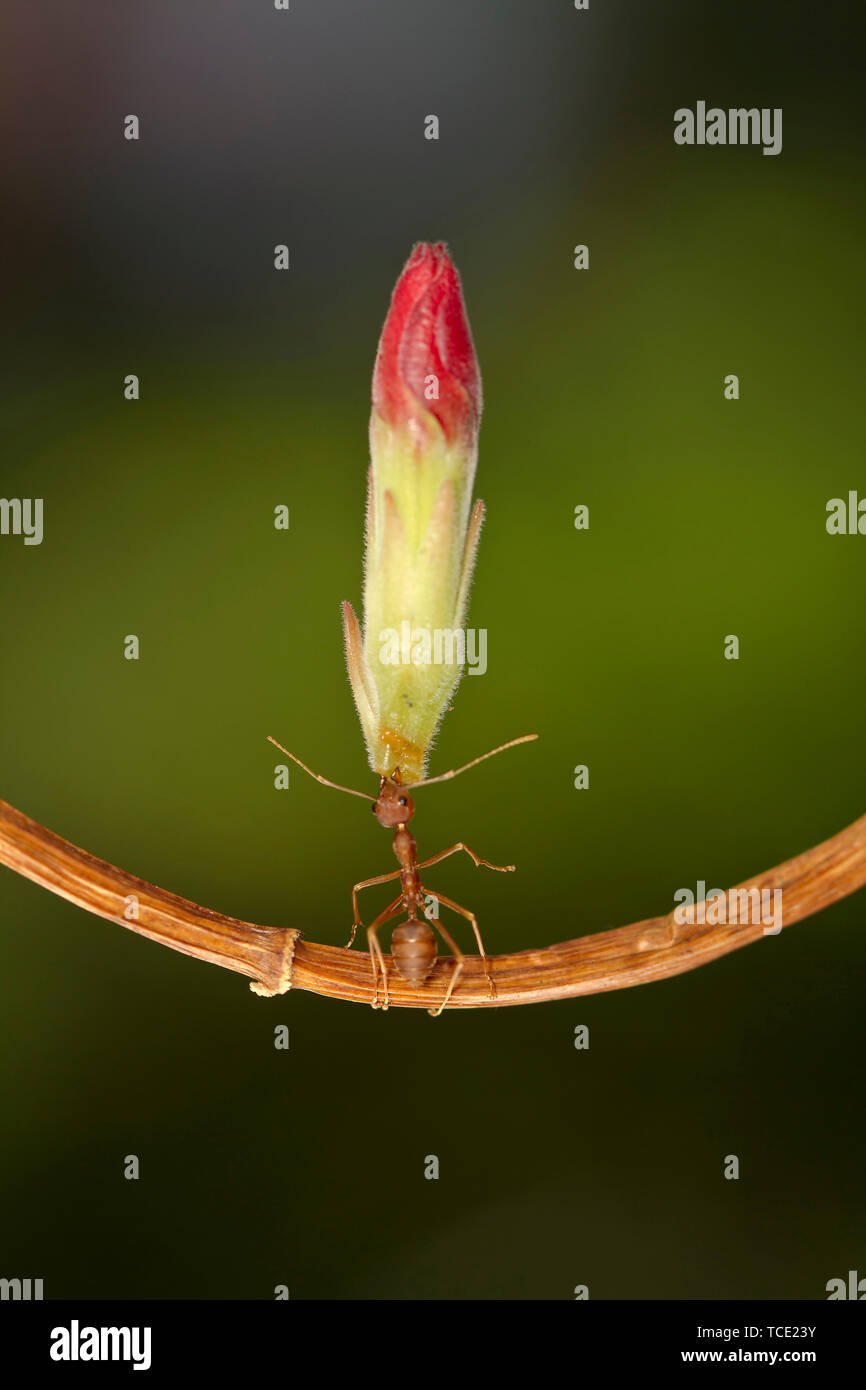 Ant on a branch carrying a flower bud, Indonesia Stock Photo - Alamy