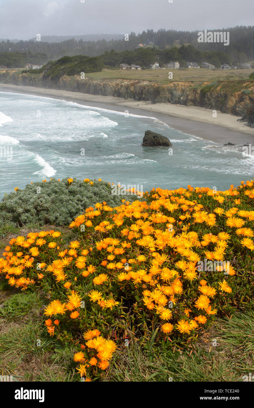 Perspective view of green shore with orange flowers growing on cliffs ...