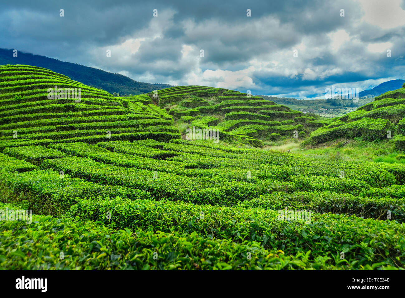 Tea plantation, Alahan Panjang, West Sumatra, Indonesia Stock Photo - Alamy
