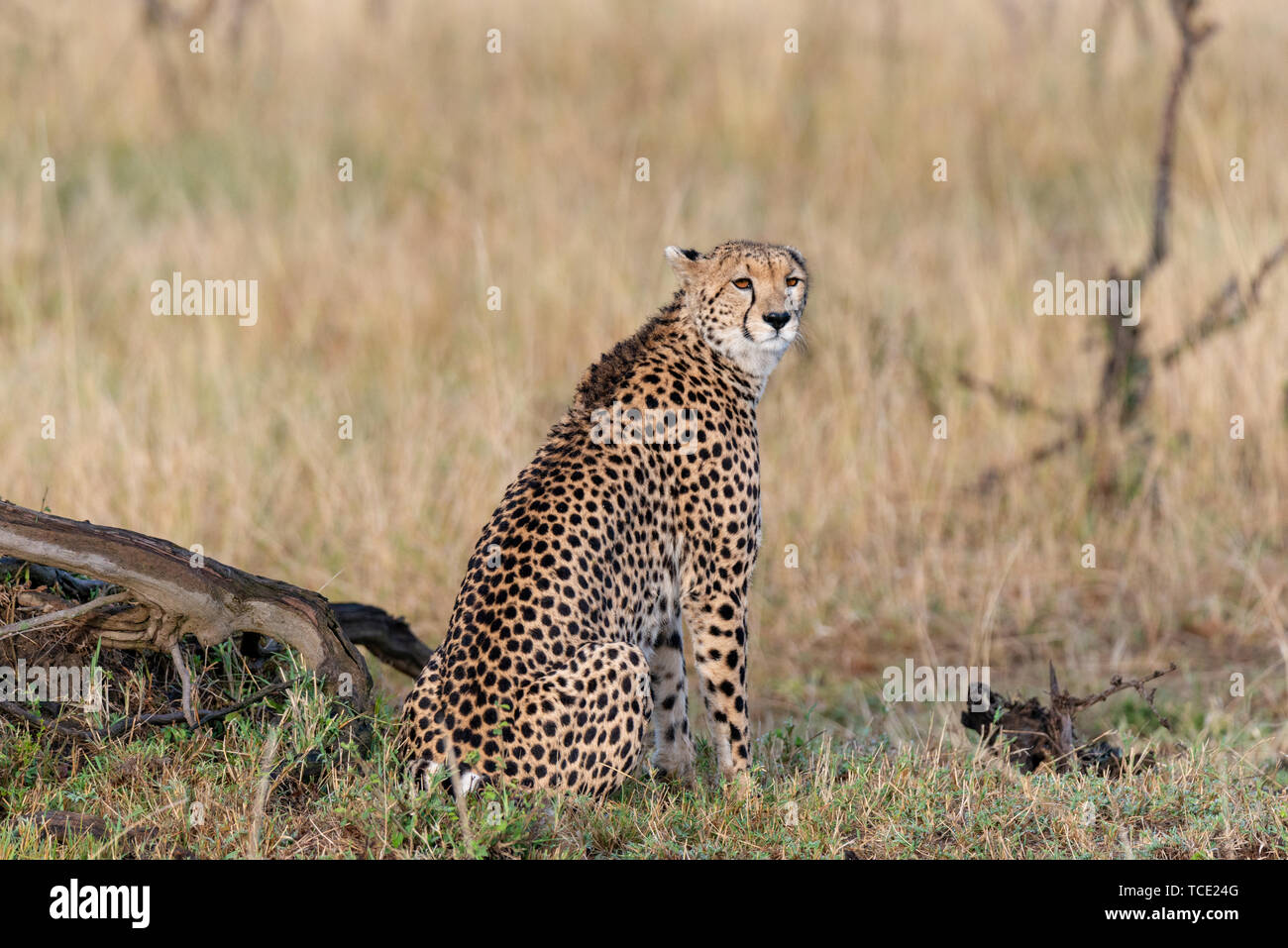 Side view leopard sitting hi-res stock photography and images - Alamy