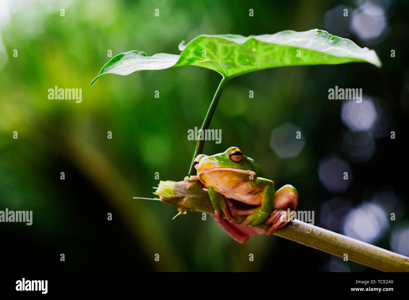 Frog sitting under a leaf on a branch, Indonesia Stock Photo - Alamy