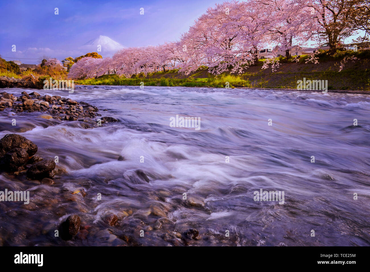 Cherry blossoms by a river near Mt Fuji, Honshu, Japan Stock Photo - Alamy