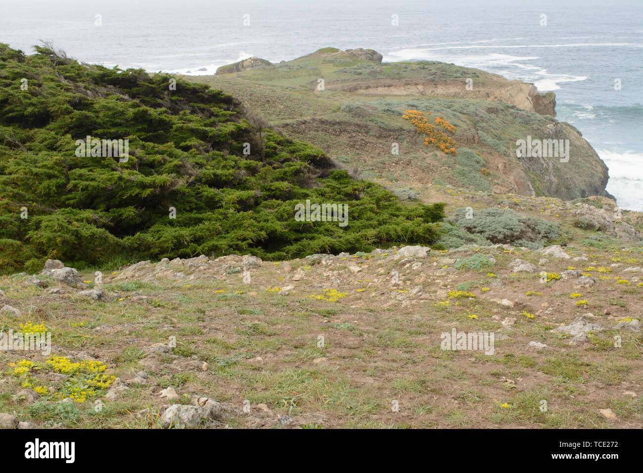 View of green vegetation on rocky cliff of ocean shoreline Stock Photo ...
