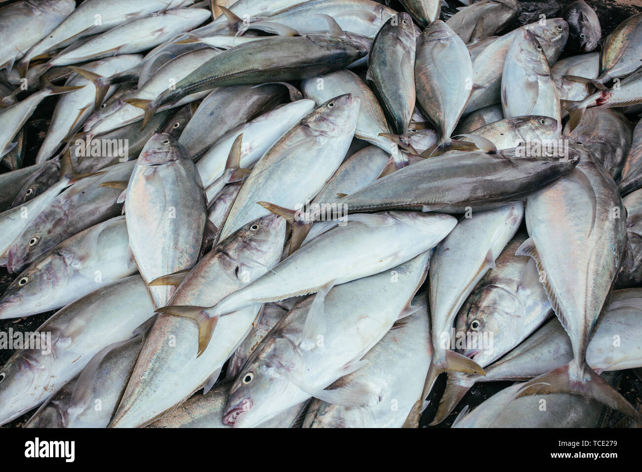 Bludger hi-res stock photography and images - Alamy