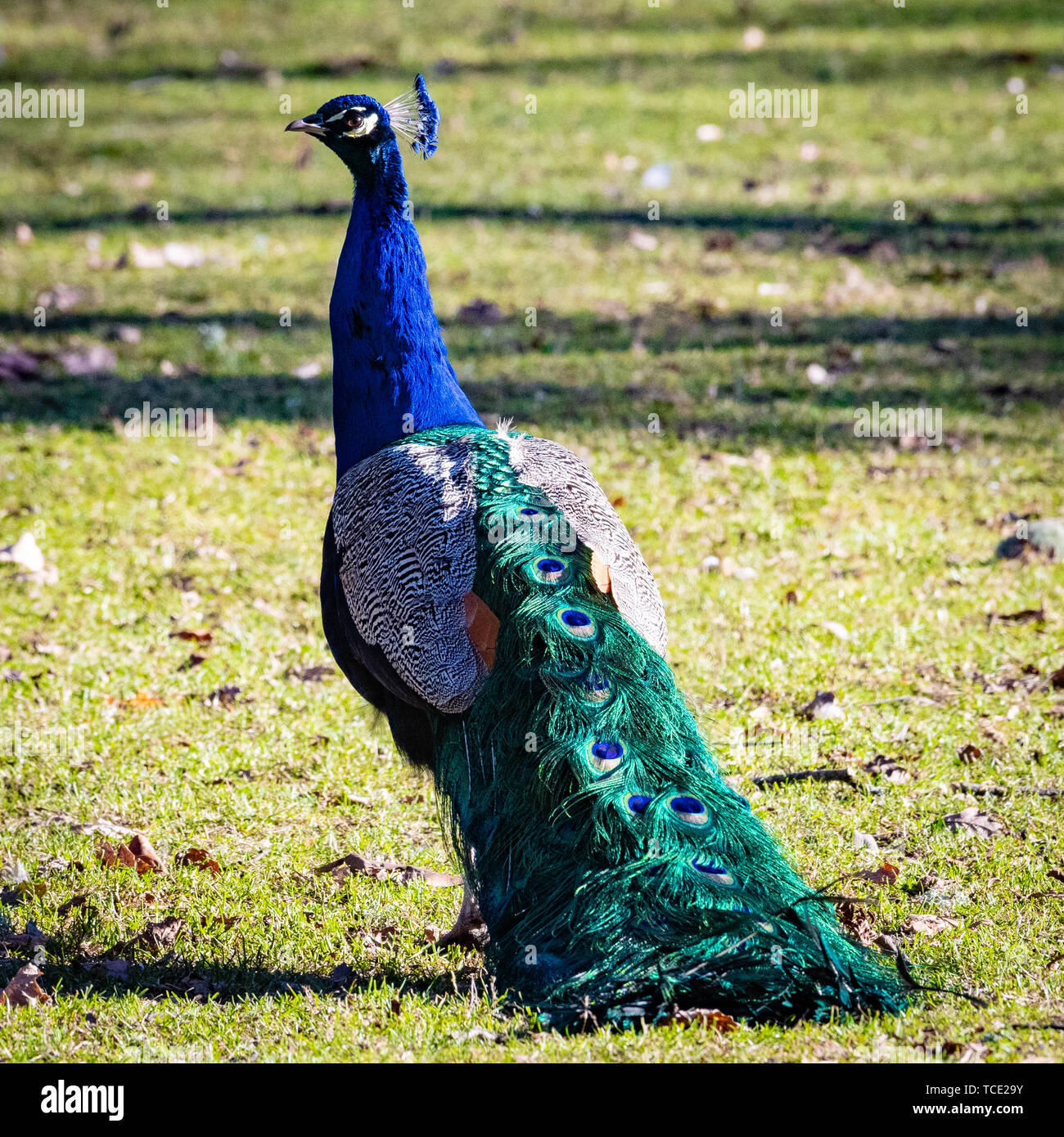 Peacock british hi-res stock photography and images - Alamy