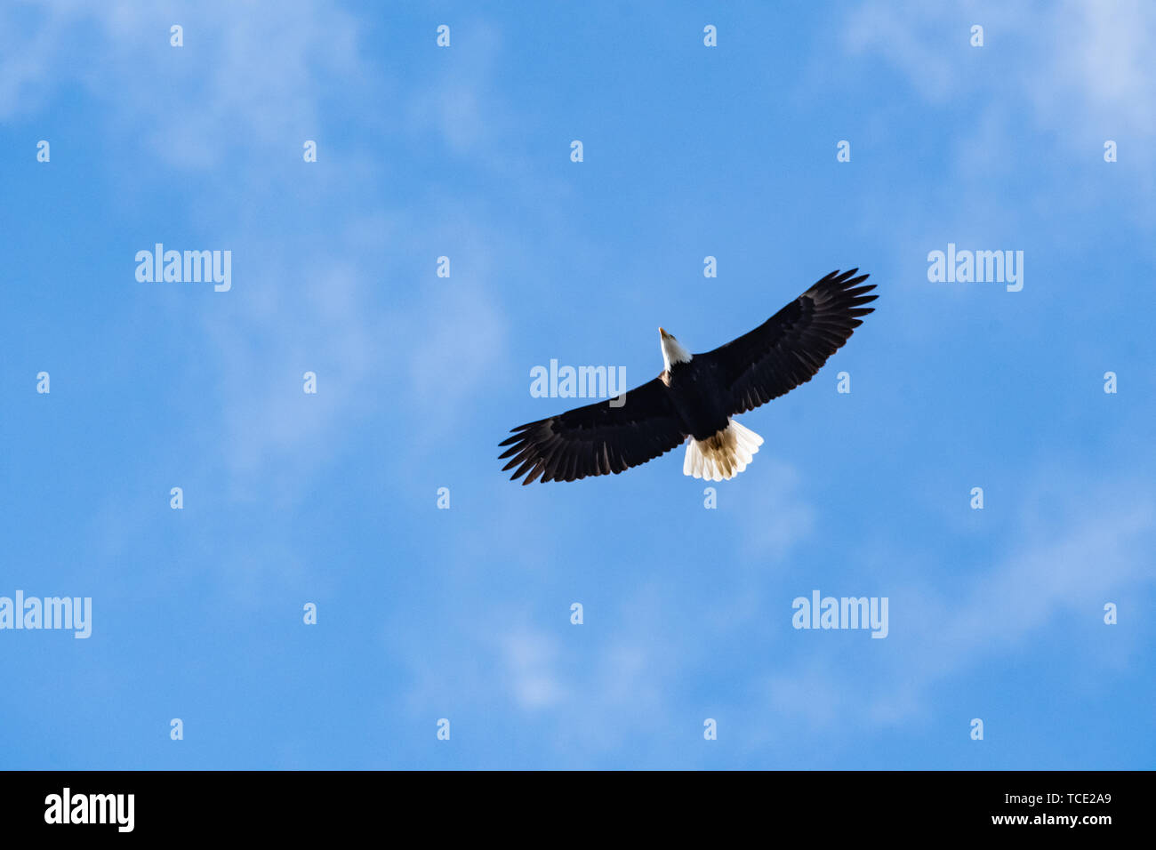 Bald eagle flying in sky, British Columbia, Canada Stock Photo - Alamy