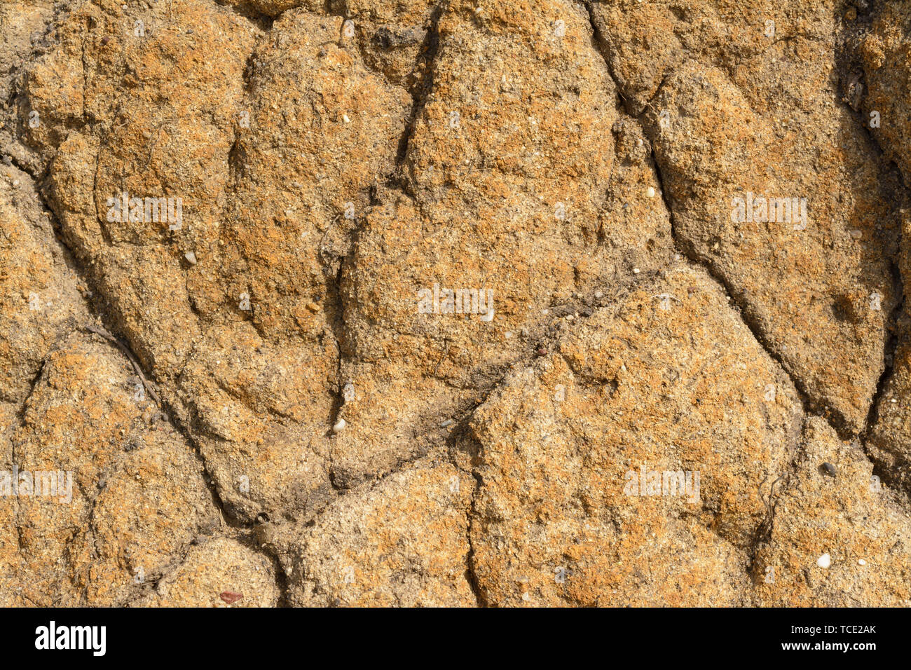 A dry dirt wall of layerd dirt. Showing cracks and other weather Stock ...