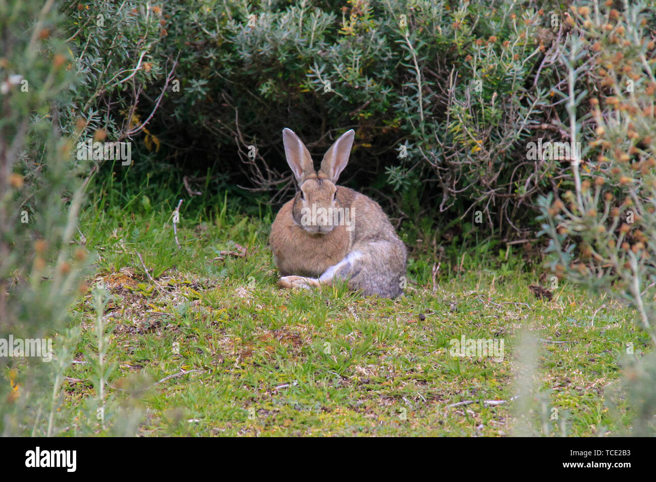Portrait of a European rabbit (Oryctolagus cuniculus), Tierra del Fuego ...
