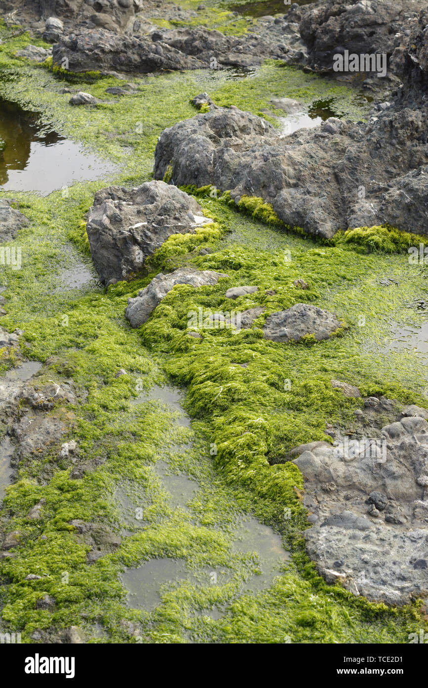 Green algae over grows of this tide pool . Fresh water flows into tide ...