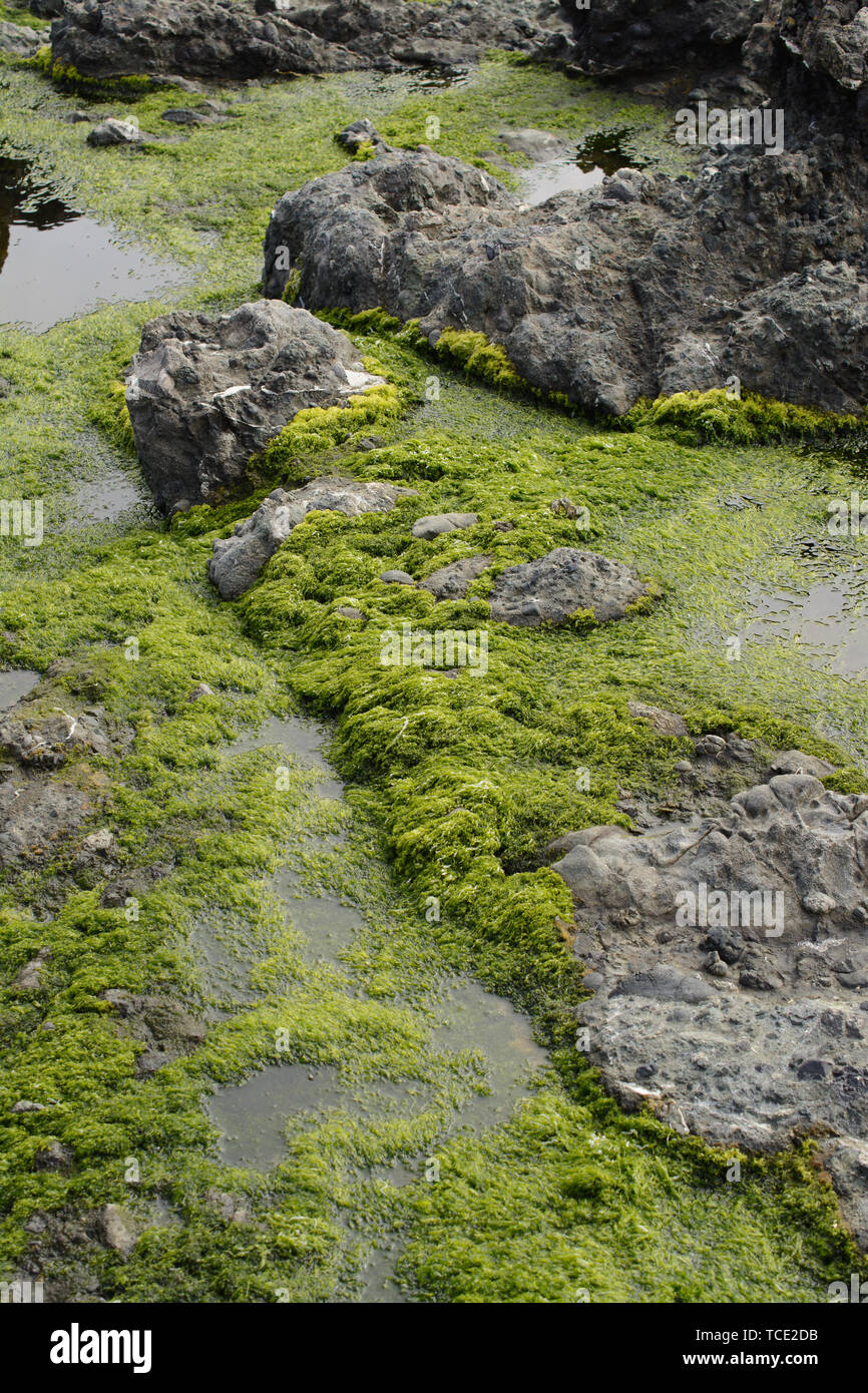 Gray moss on rocks hi-res stock photography and images - Alamy