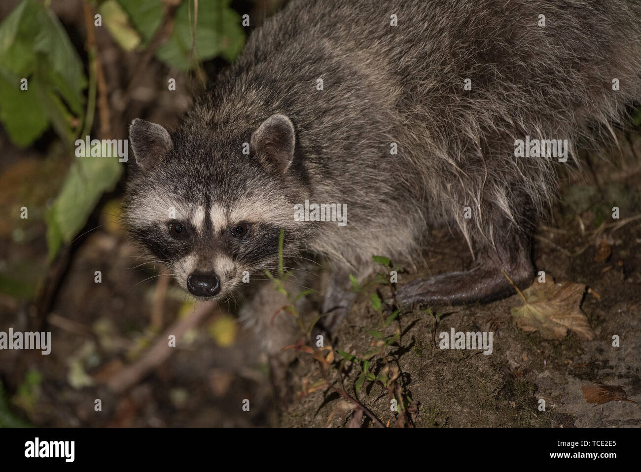 Raccoon looking at the camera hi-res stock photography and images - Alamy