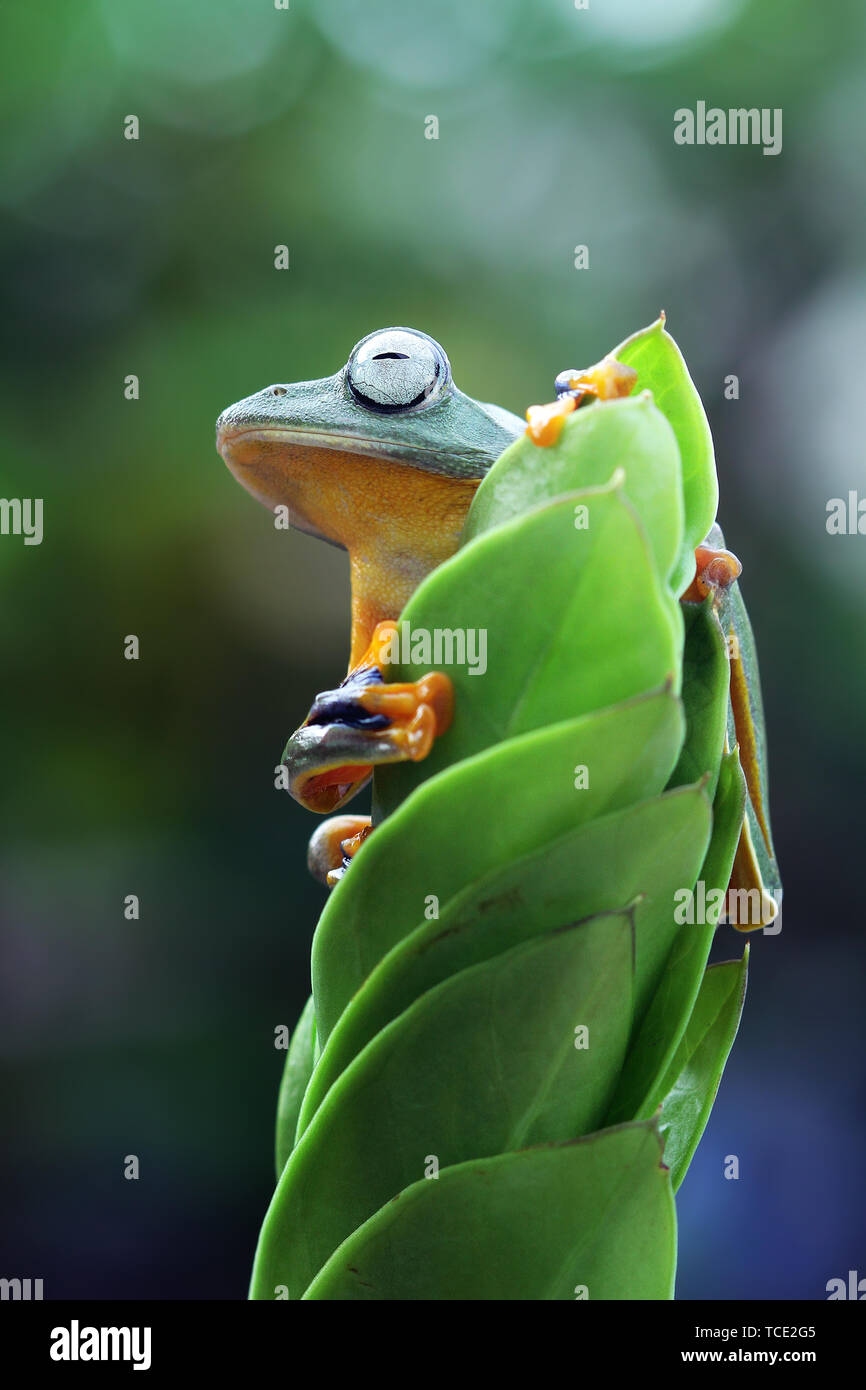Javan tree frog on a plant, Indonesia Stock Photo - Alamy