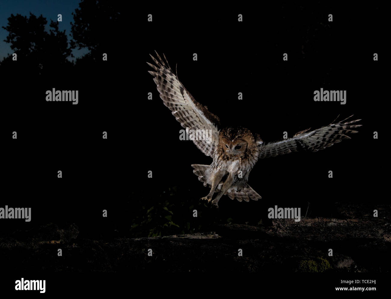 Tawny owl in flight hi-res stock photography and images - Alamy