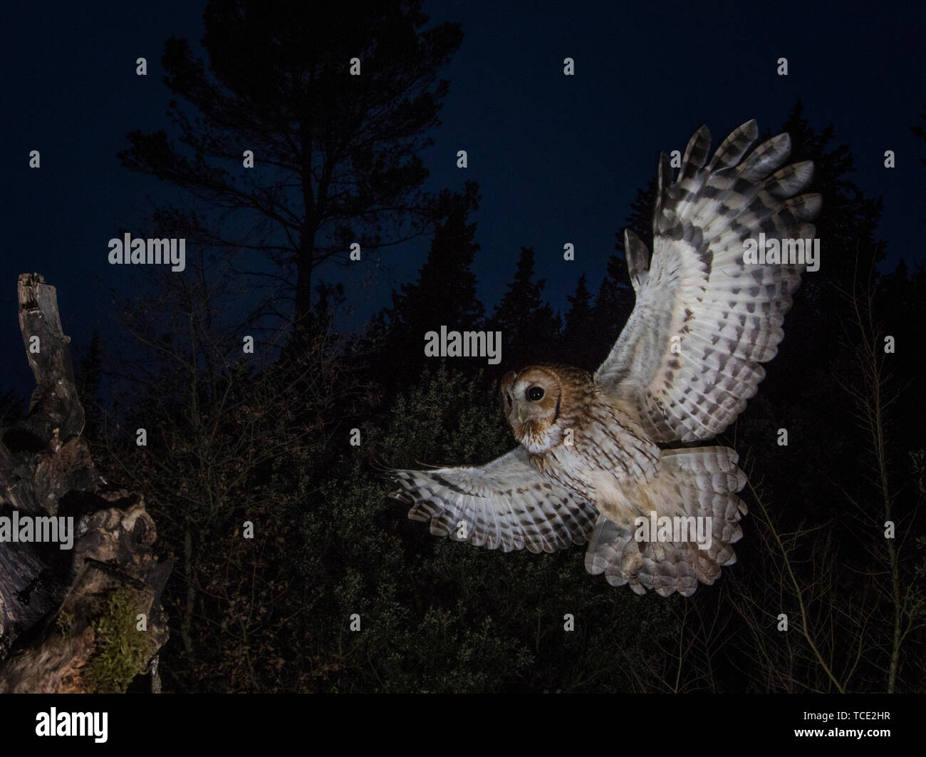 Tawny owl in flight hi-res stock photography and images - Alamy