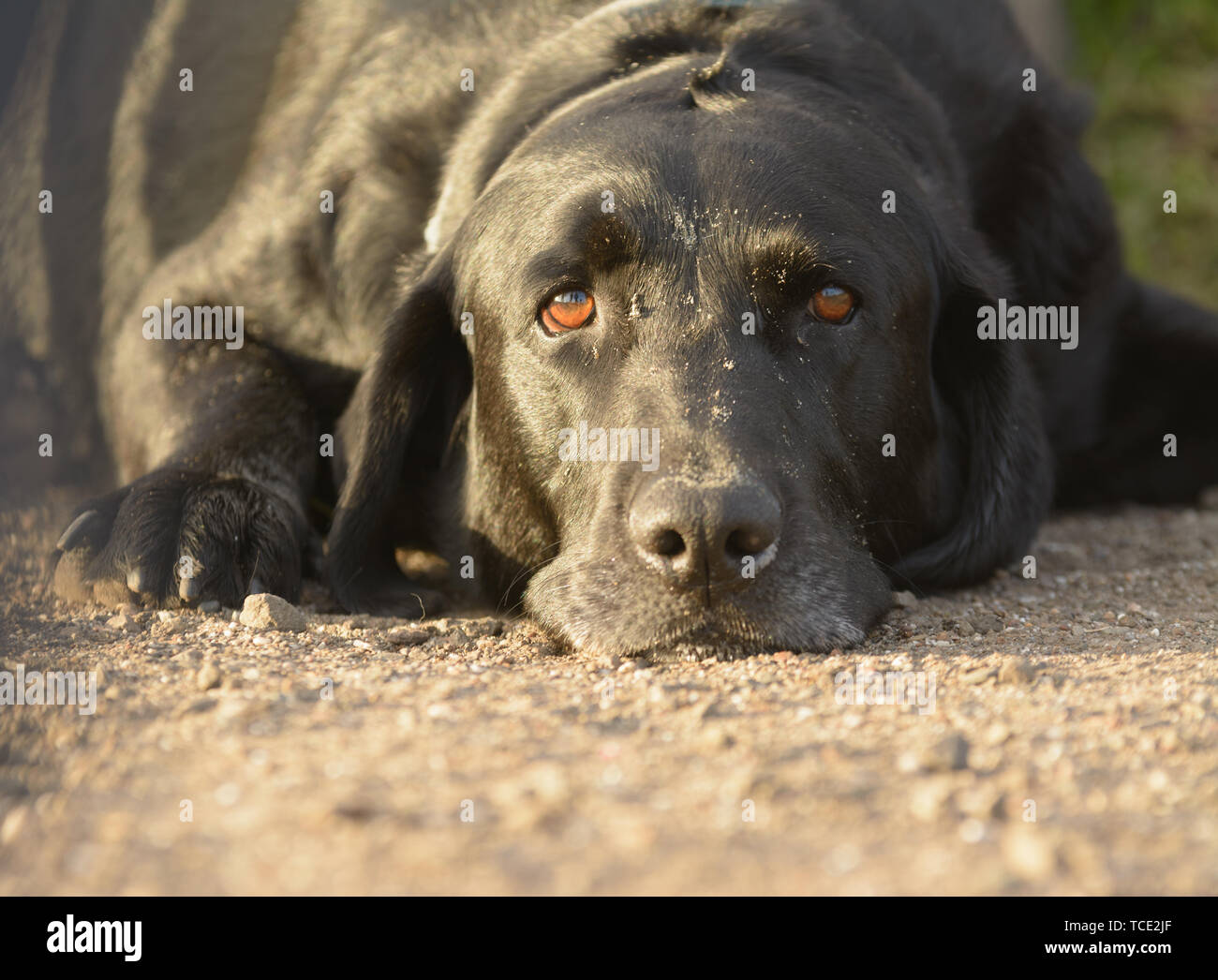 A black lab laying down for a lazy dog day. Warm light illuminates the ...