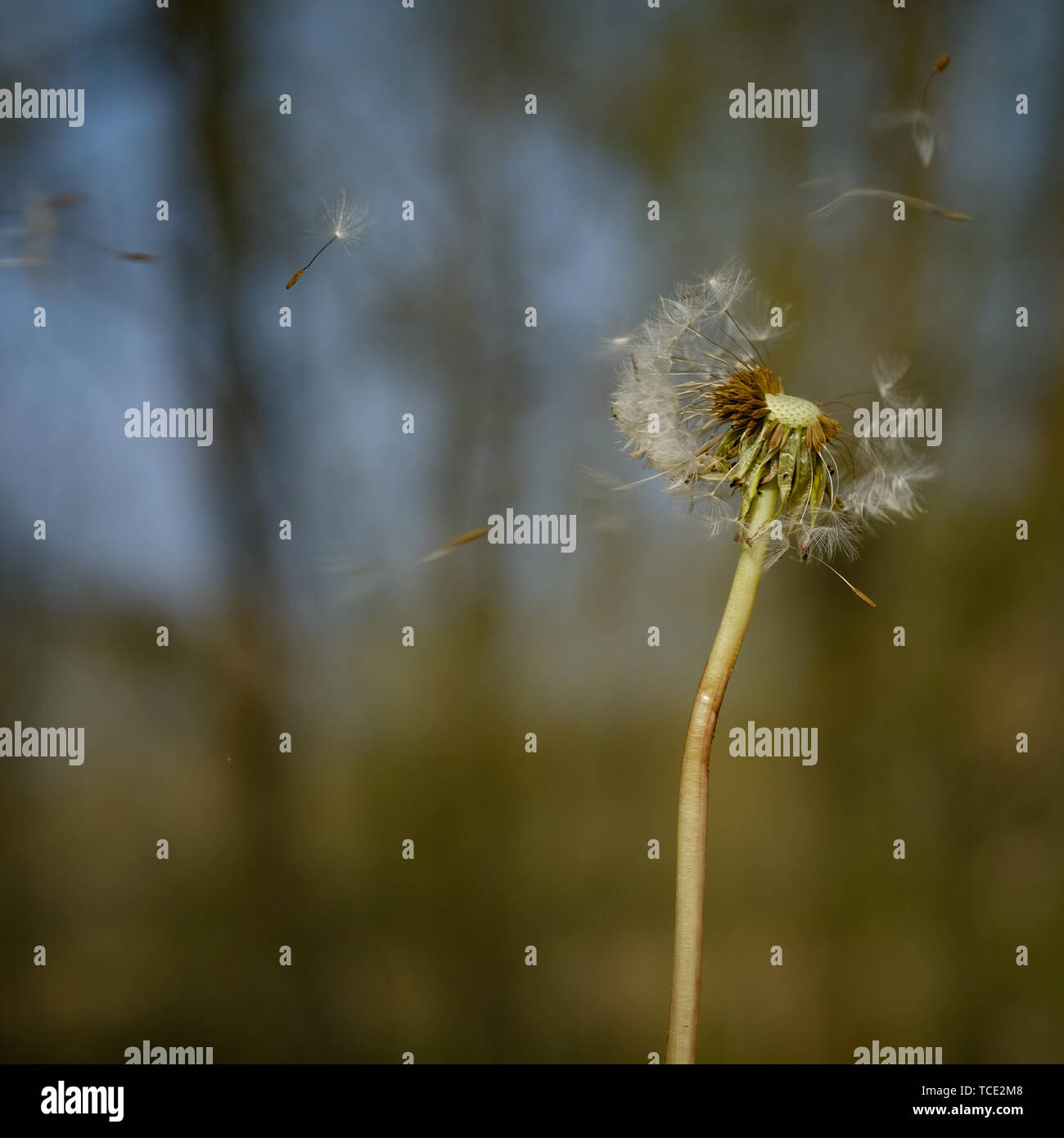 Dandelion seeds blowing in wind, France Stock Photo - Alamy
