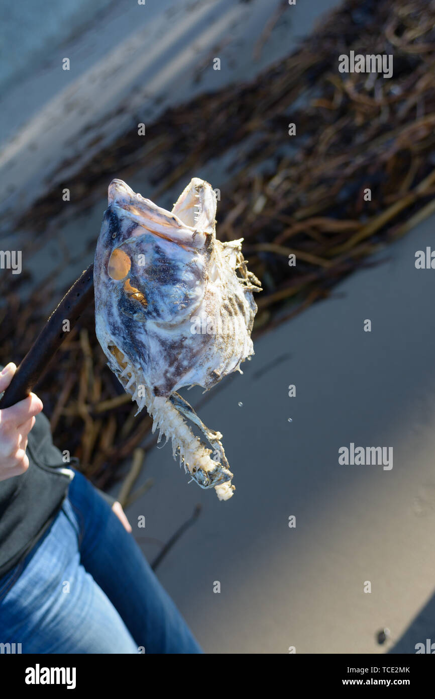 A young Female holds a decayed fish head with a stick on a beach. Fish ...