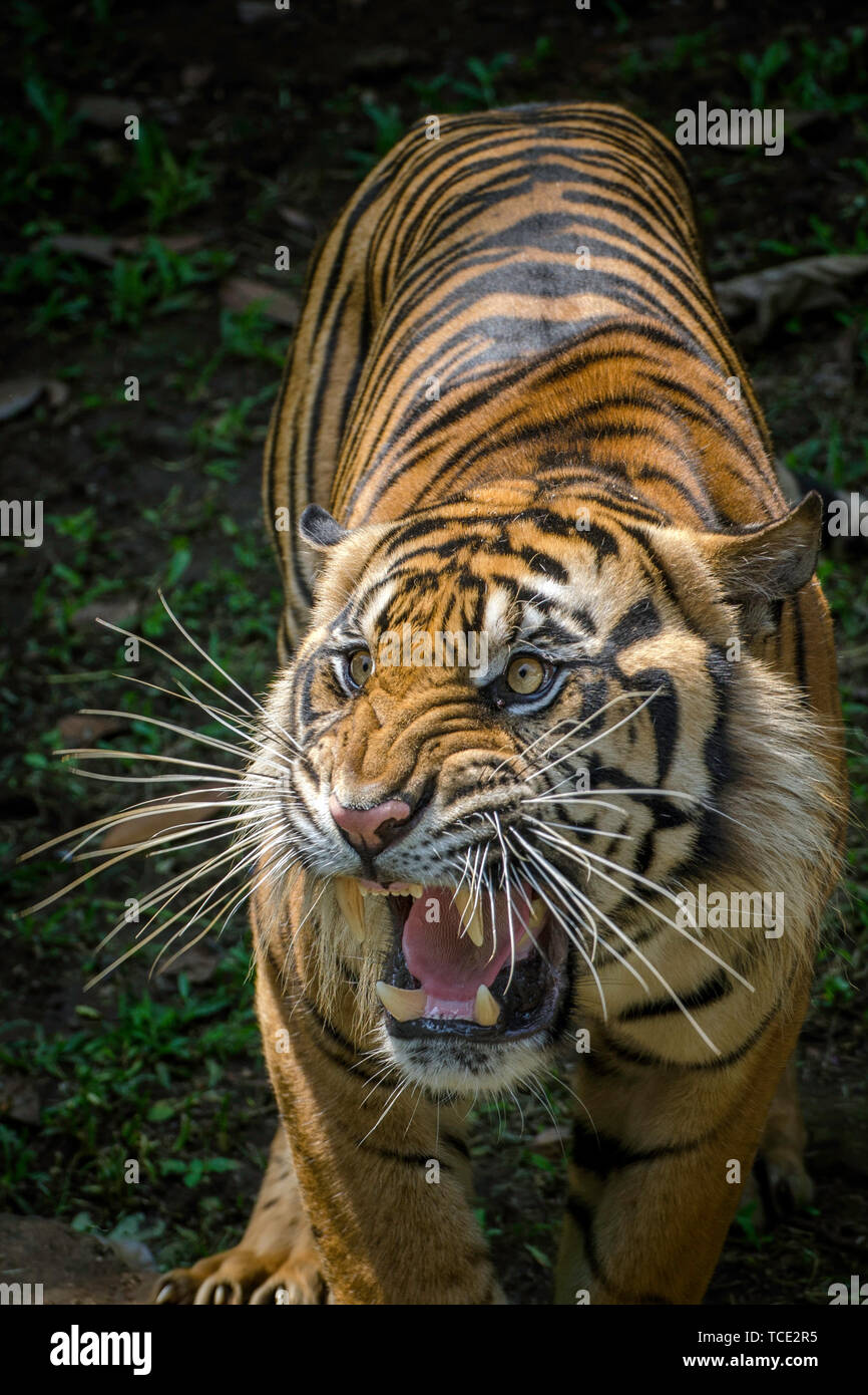 Tiger roaring growling hi-res stock photography and images - Alamy